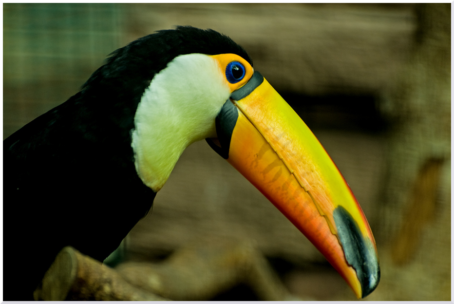 sind Tukane Papageien? Foto & Bild | tiere, zoo, wildpark & falknerei ...