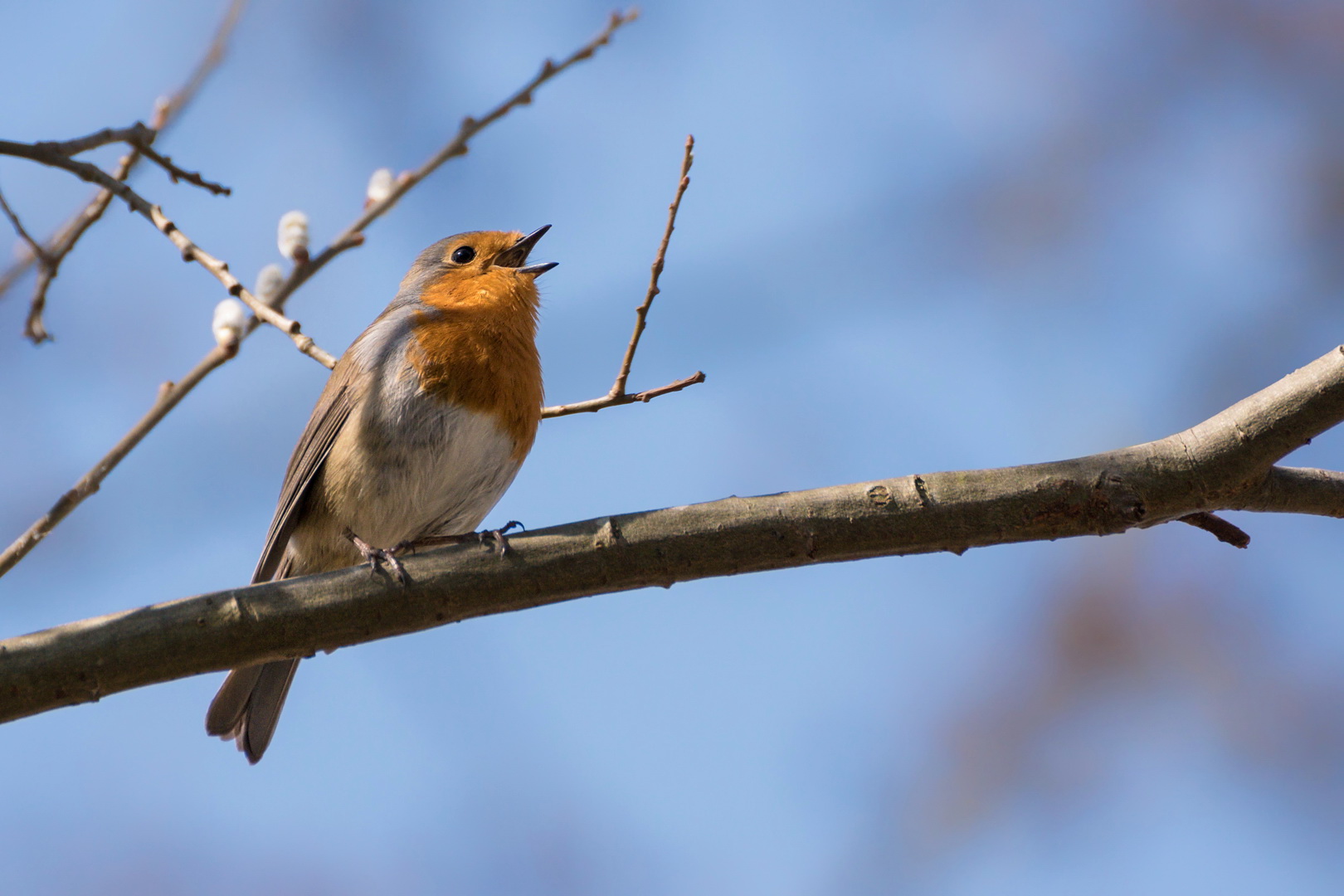 Sing Robin sing Foto & Bild | tiere, wildlife, wild lebende vögel ...