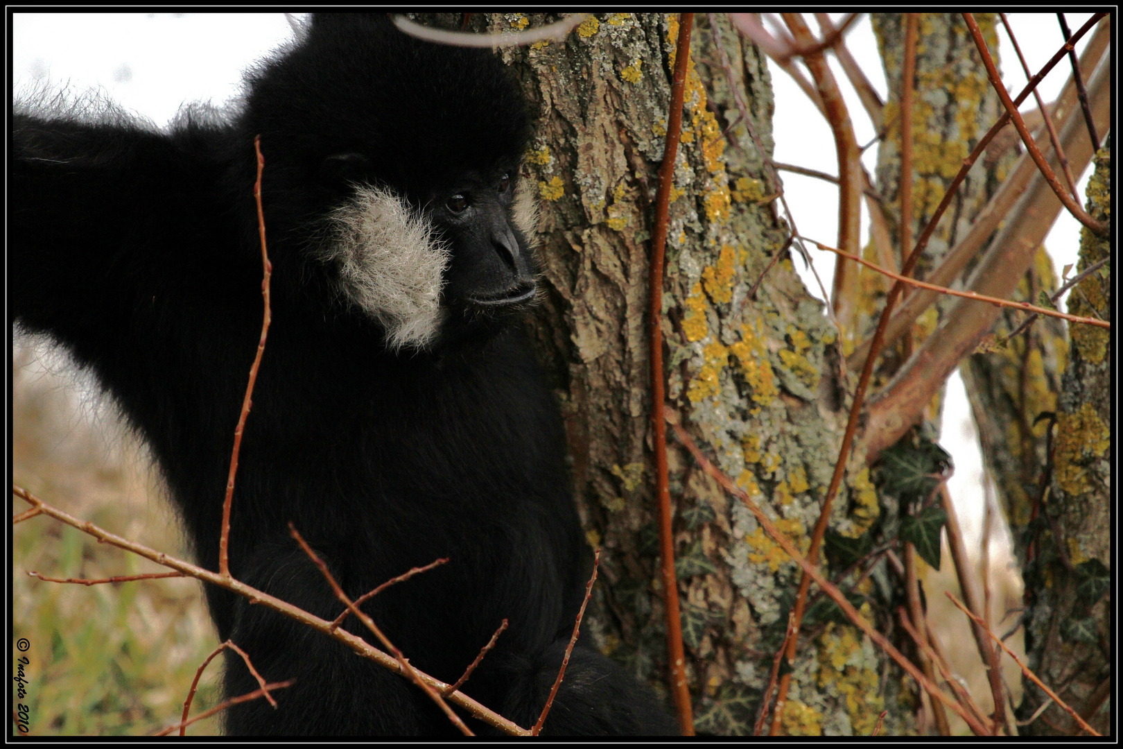 singe photo et image | animaux, zoo et animaux en captivité, animaux en ...