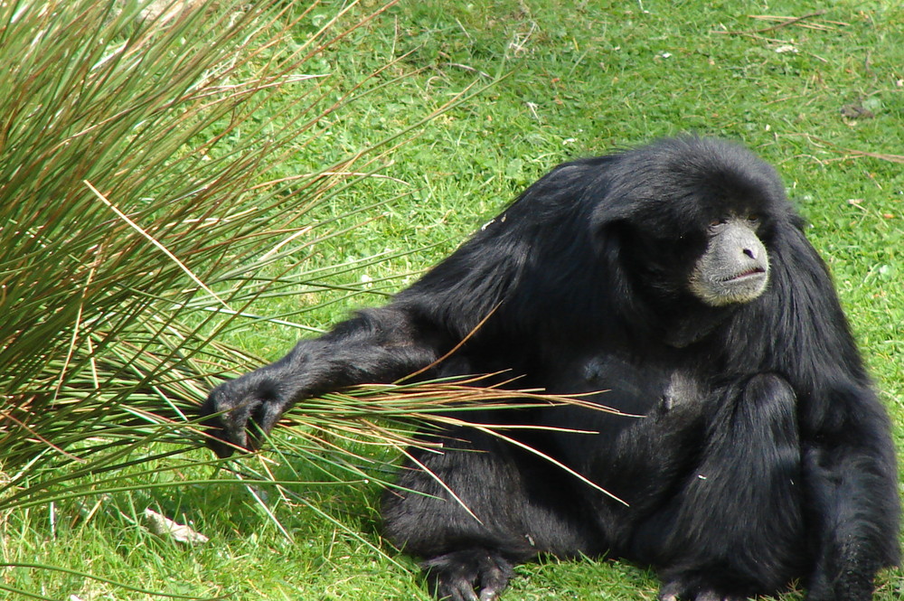 Singe photo et image | animaux, zoo et animaux en captivité, nature ...