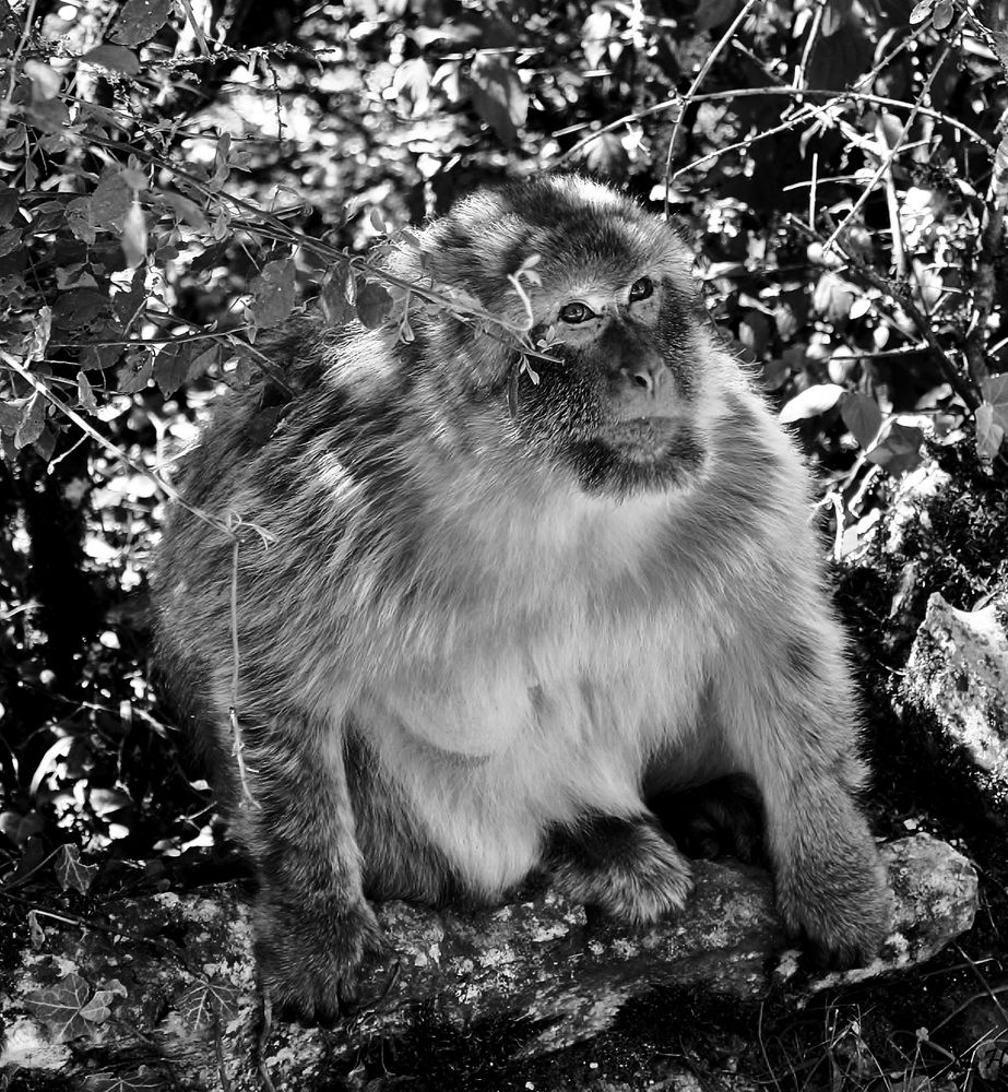 Singe Magot photo et image | archives des concours, la photographie ...