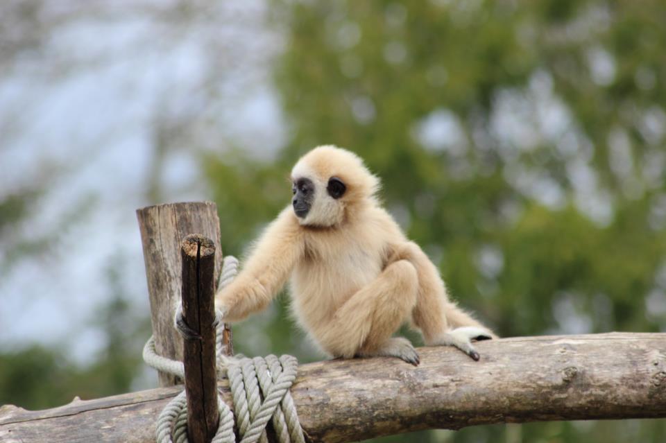singe zoo photo et image | animaux, zoo et animaux en captivité ...