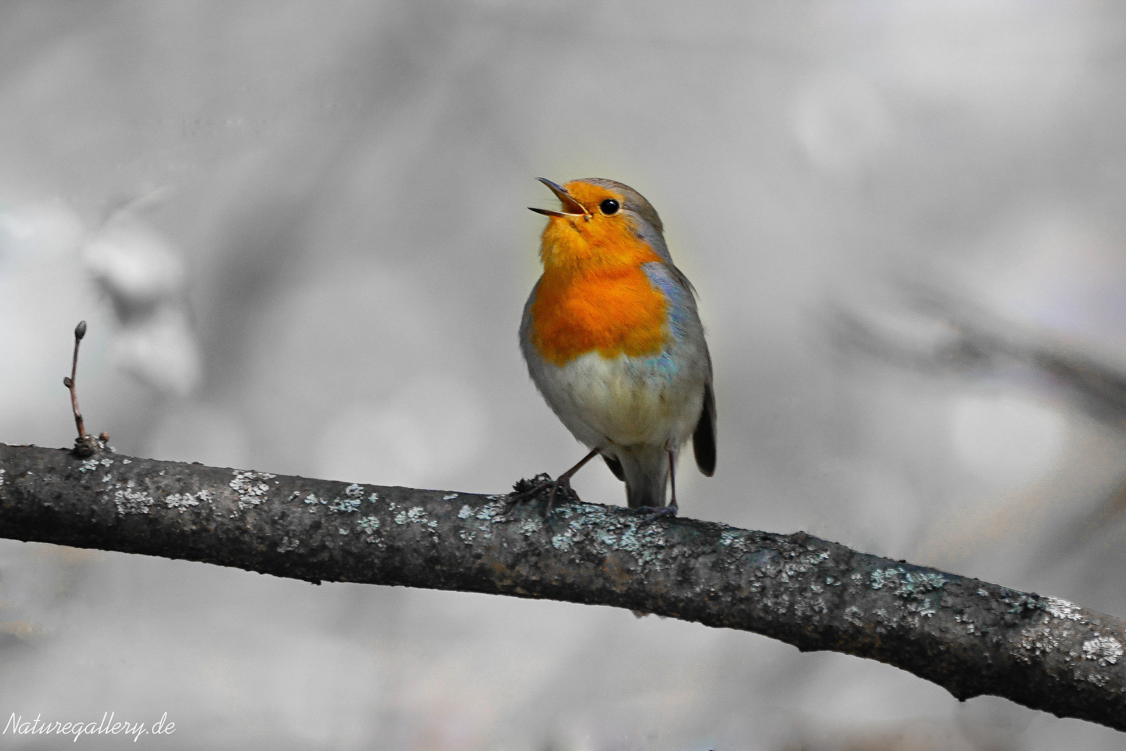 singendes Rotkehlchen Foto & Bild | tiere, wildlife, wild lebende vögel ...