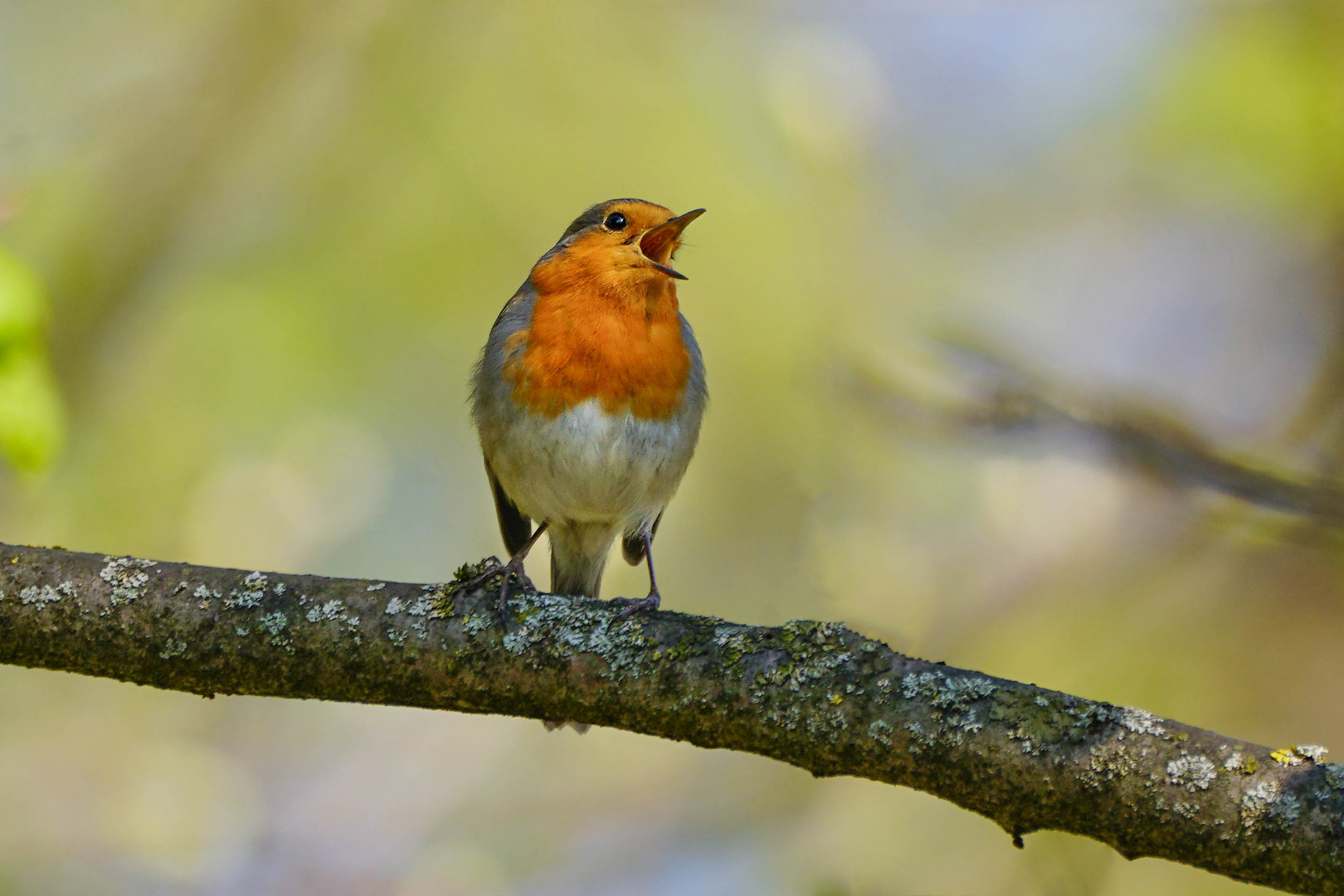singendes Rotkehlchen Foto & Bild | tiere, wildlife, wild lebende vögel ...