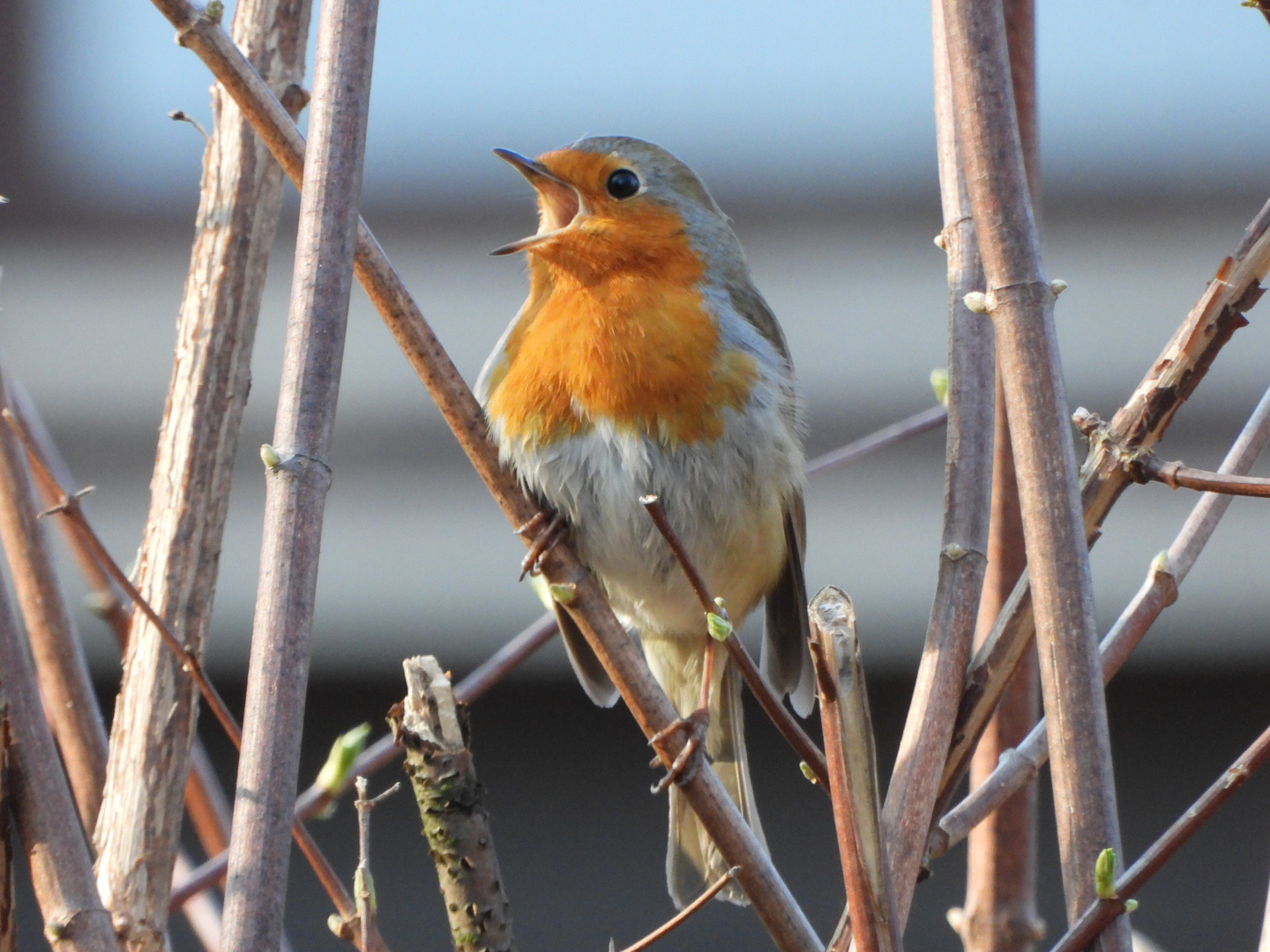 singendes Rotkehlchen ....... Foto & Bild | tiere, wildlife, wild ...