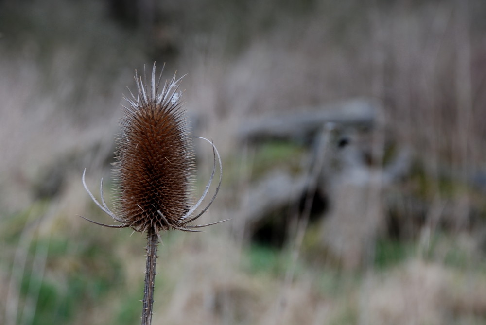 single flake Foto & Bild | landschaft, wald, natur Bilder auf fotocommunity