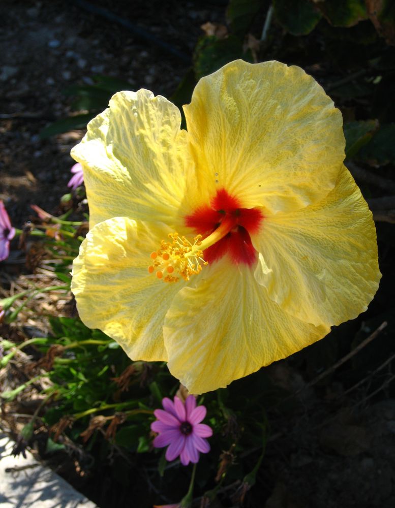 Single flower photo et image | fleurs, jaune, flower Images fotocommunity