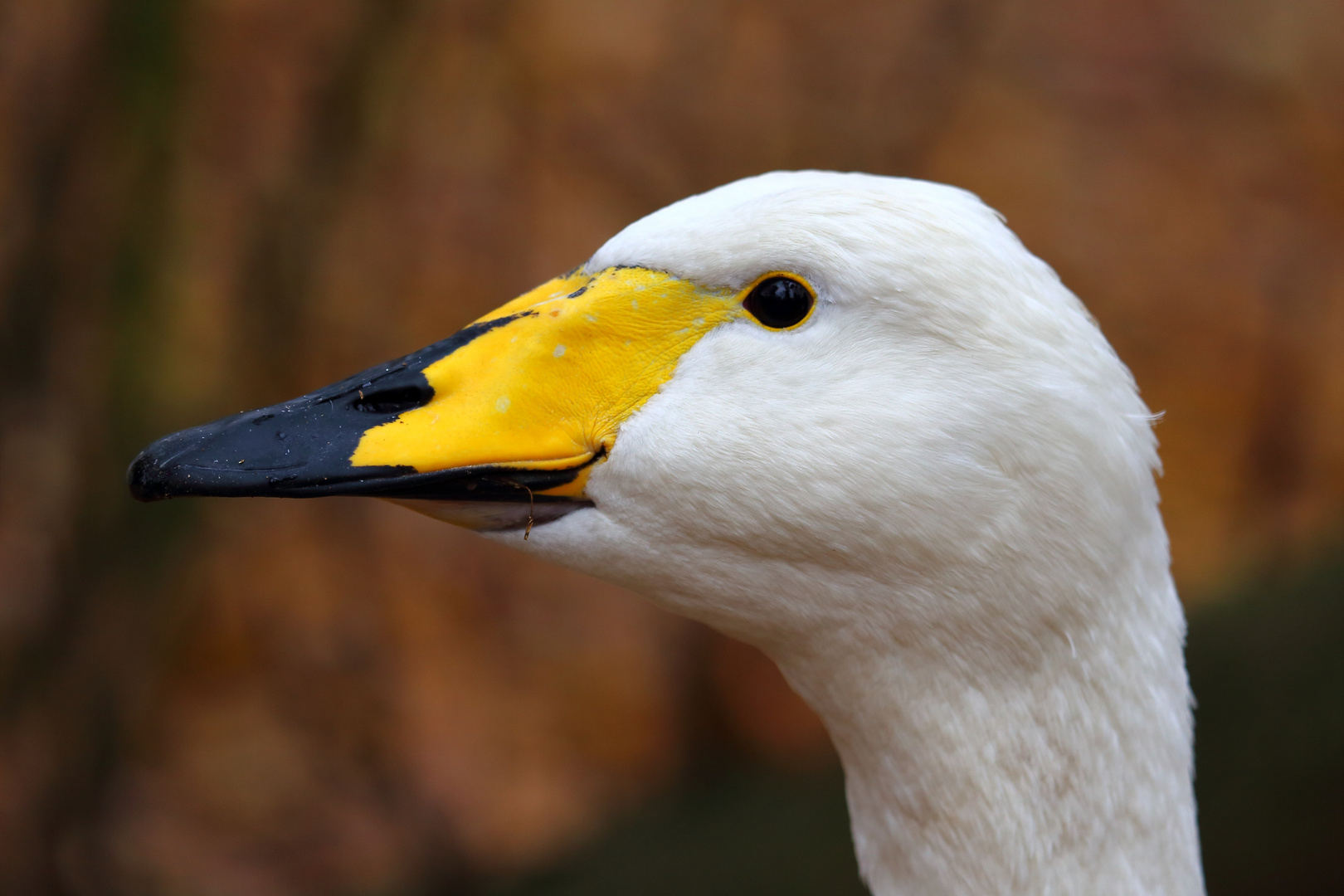 Singschwan (Cygnus cygnus) (I) Foto & Bild | tiere, zoo, wildpark ...