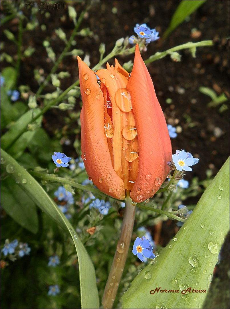 Sinnlicher Tulpe. Foto & Bild | natur, stillleben, blumen Bilder auf ...