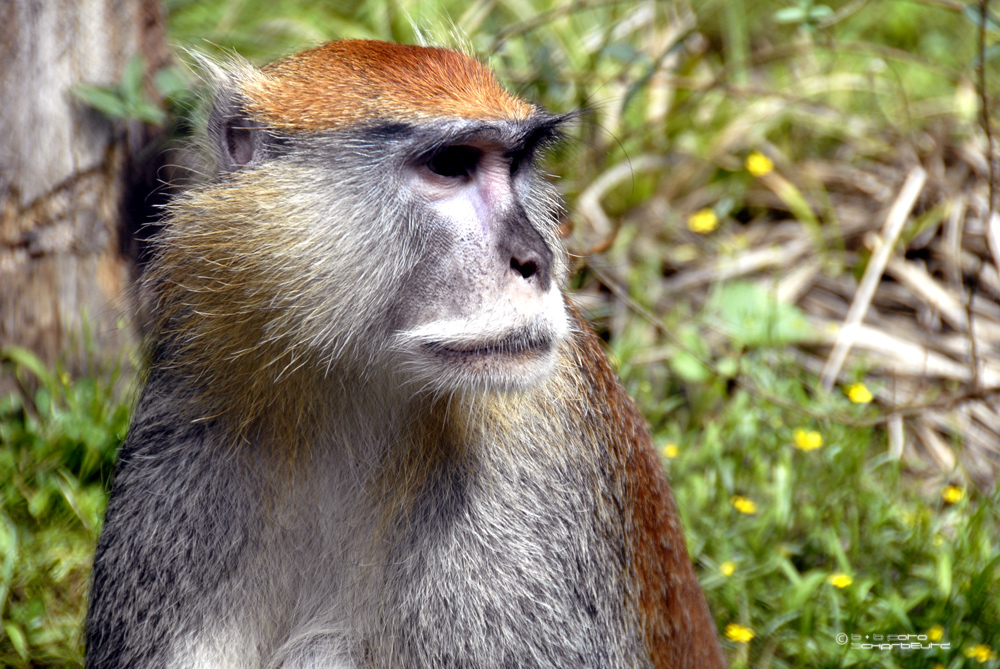 Sir Henry Foto & Bild | tiere, zoo, wildpark & falknerei, säugetiere ...