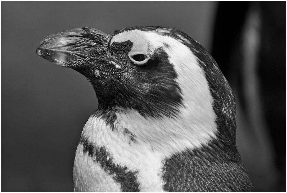 Sir Pingu Foto & Bild | animals, zoos, parks & falconries, birds Bilder ...