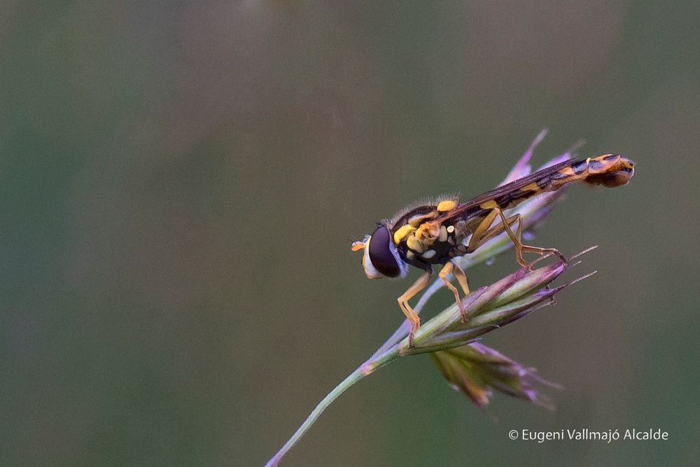 Sirfidó Imagen & Foto | animales, invertebrados , macrofotografía Fotos ...