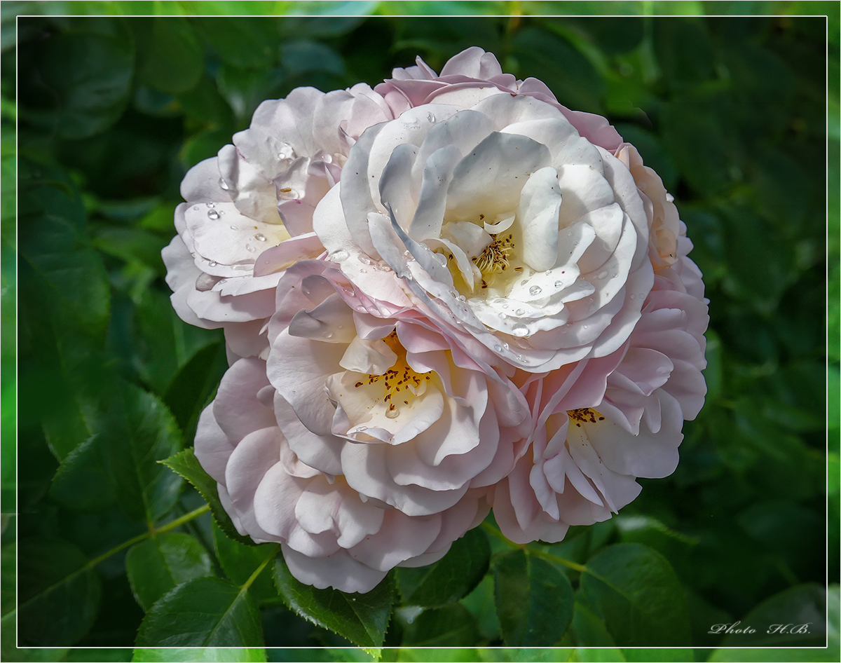 SIRIUS Foto & Bild | rosen, natur, pflanzen Bilder auf fotocommunity