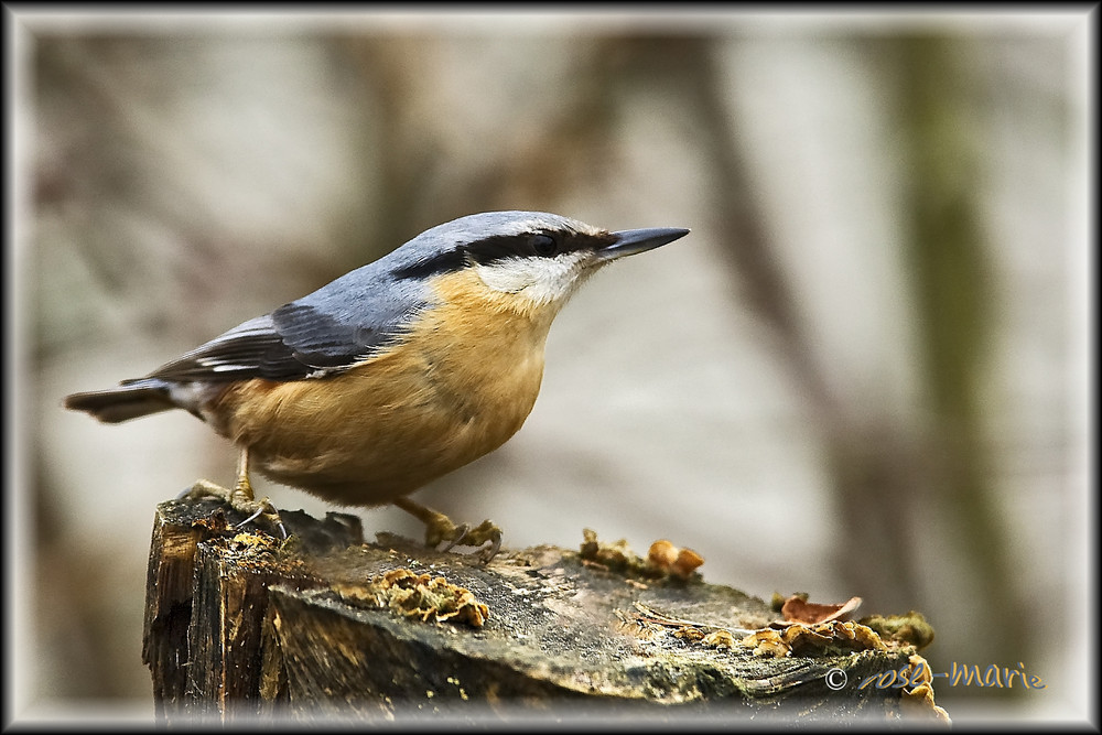 sittelle torchepot photo et image | animaux, animaux sauvages, oiseaux ...