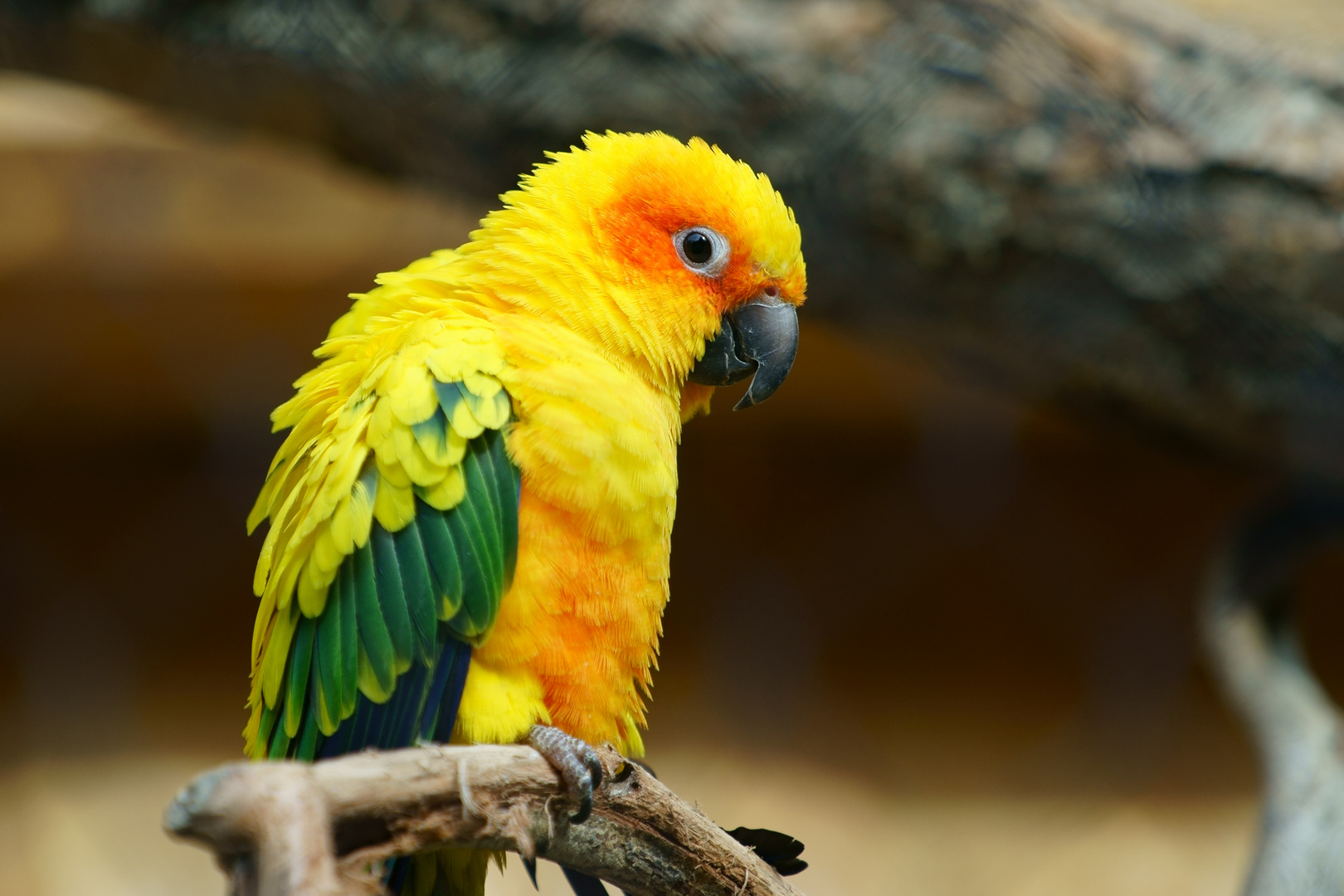 Sittich Foto & Bild | natur, tiere, haustiere Bilder auf fotocommunity