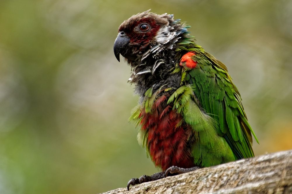 Sittich Foto & Bild | tiere, zoo, wildpark & falknerei, vögel Bilder ...