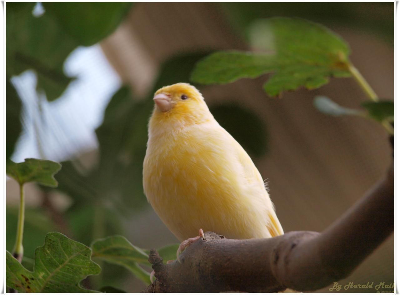 Sittich aus dem Schlosspark in Sayn Foto & Bild | tiere, zoo, wildpark ...