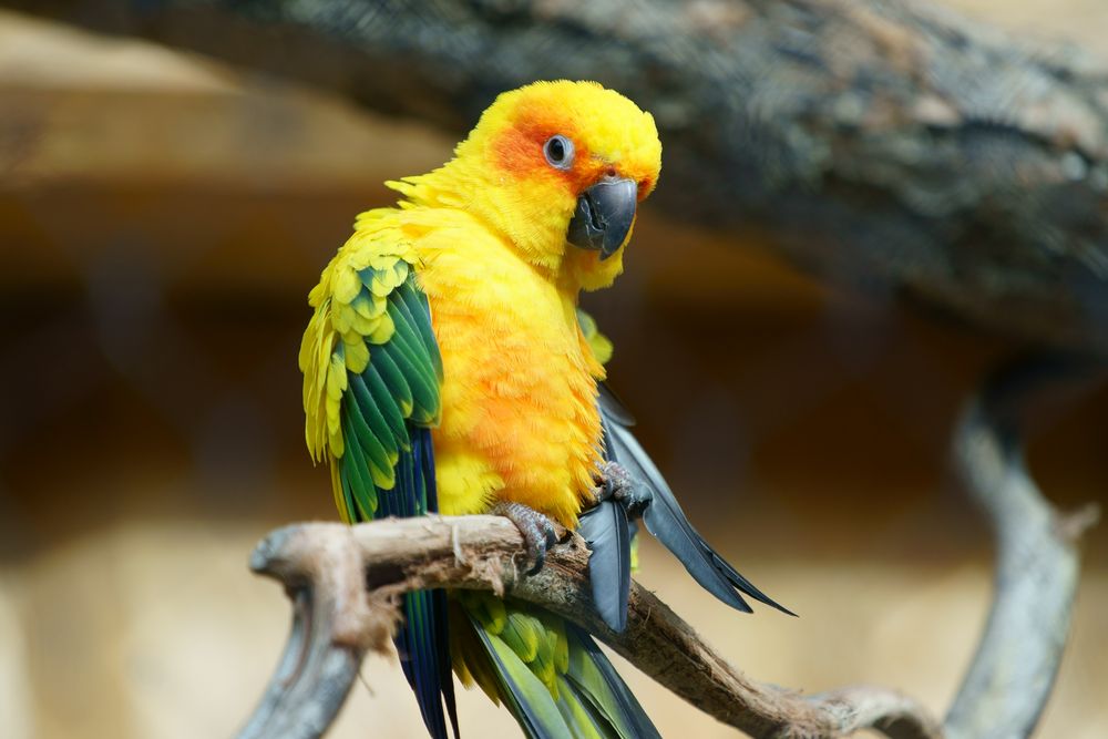 Sittich Foto & Bild | natur, tiere, haustiere Bilder auf fotocommunity