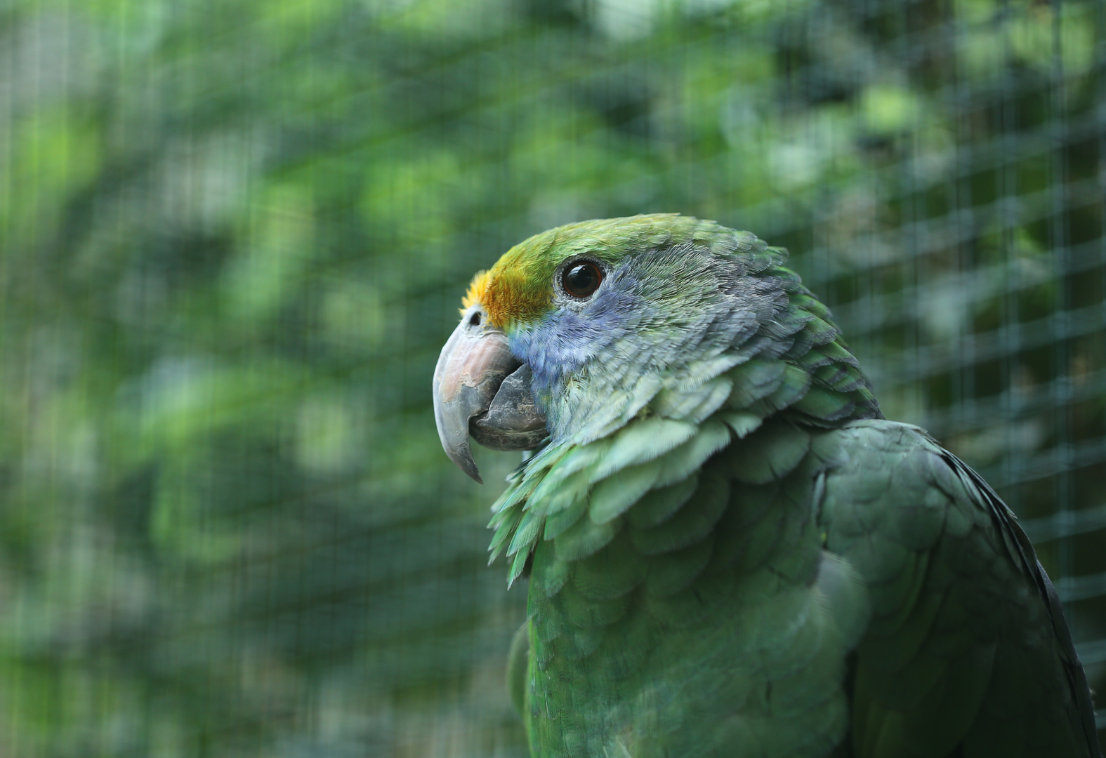 Sittich im Vogelpark 2018 Foto & Bild | tiere, zoo, wildpark ...