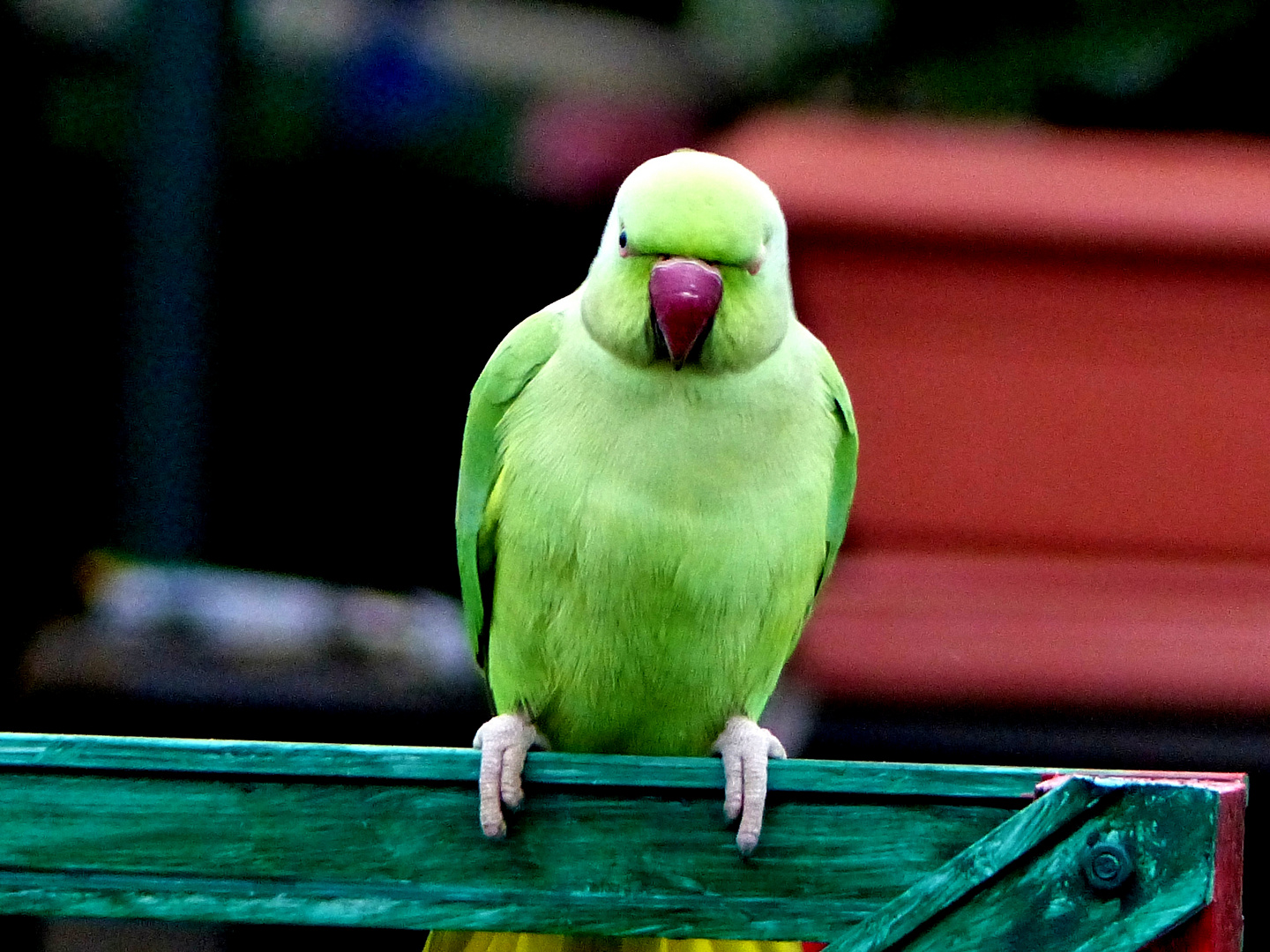 - Sittich mit Halsband - Foto & Bild | tiere, wildlife, wild lebende ...
