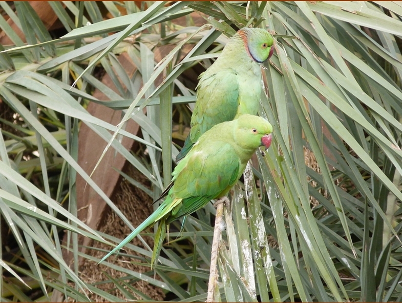 sittiche Foto & Bild | asia, india, south asia Bilder auf fotocommunity