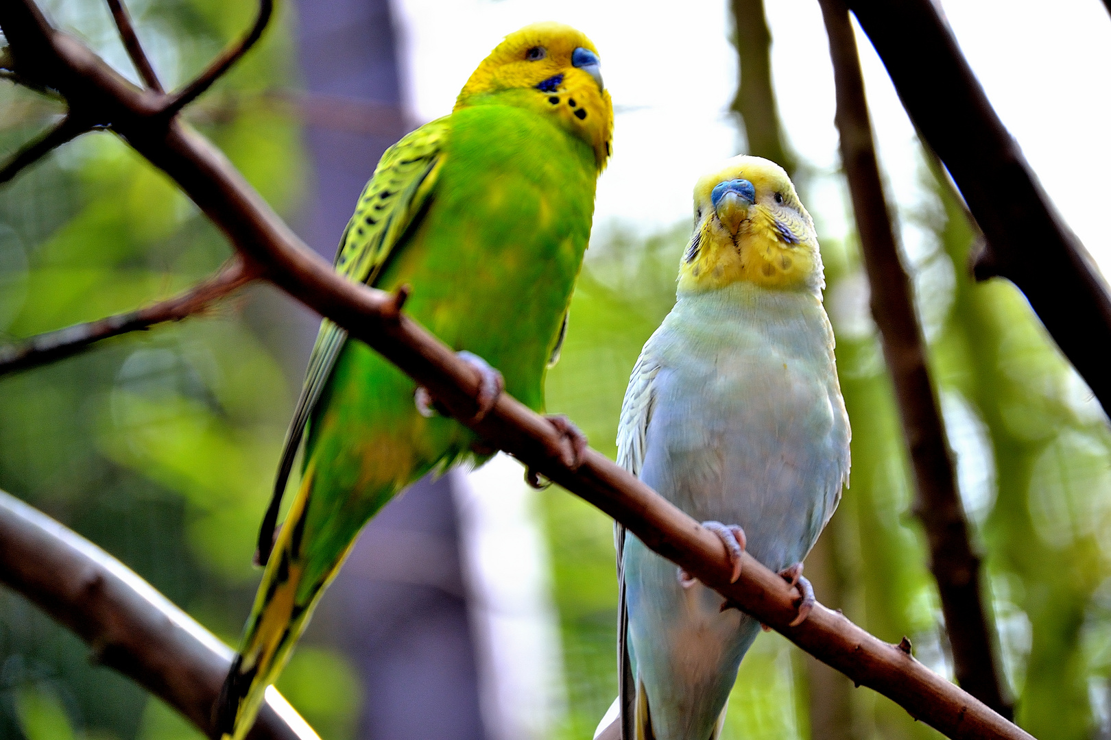 Sittiche Foto & Bild | anfängerecke - nachgefragt, nachgefragt ...