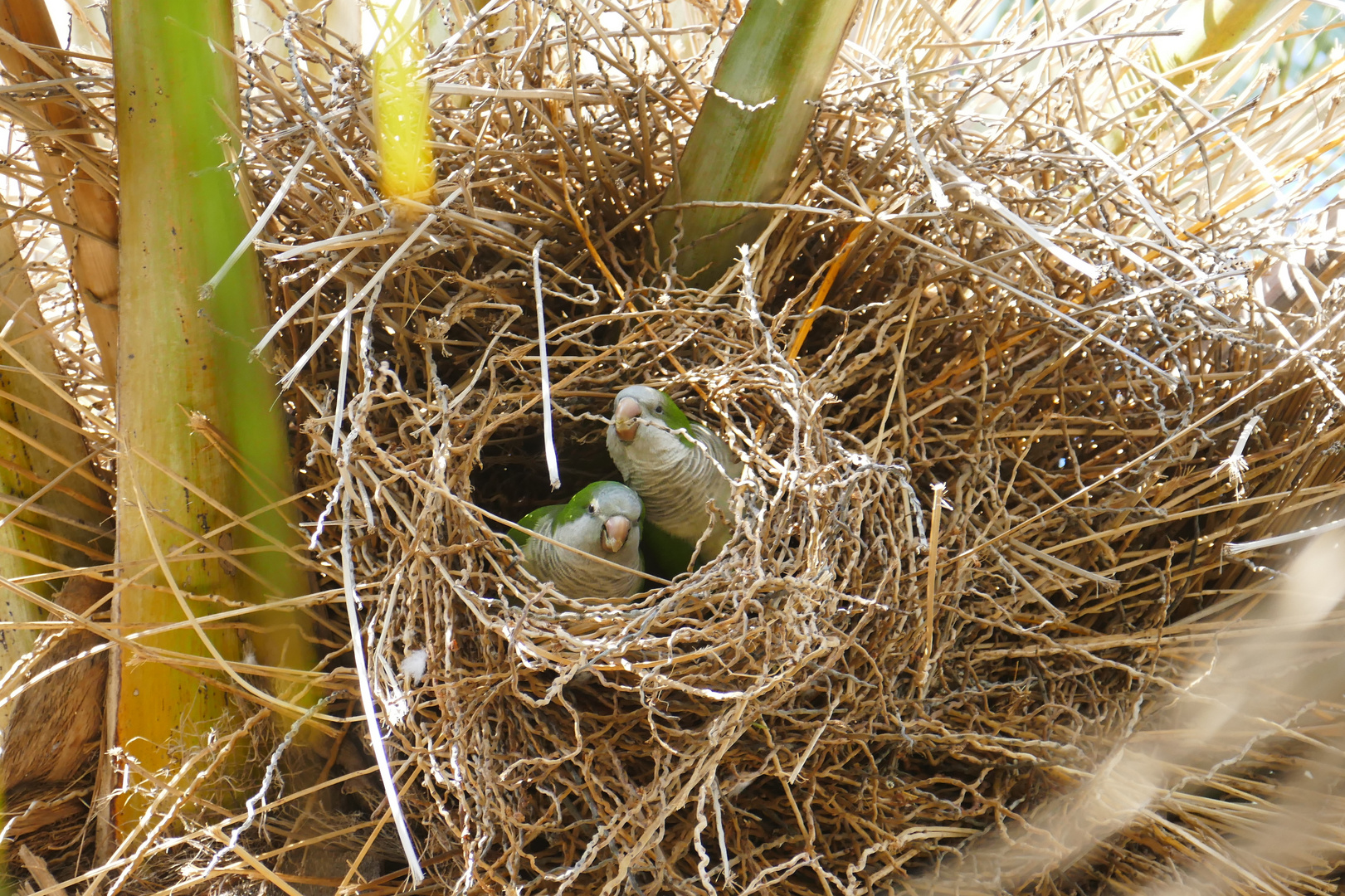 ...Sittiche in ihrem Nest... Foto & Bild | europe, spain, tiere Bilder ...