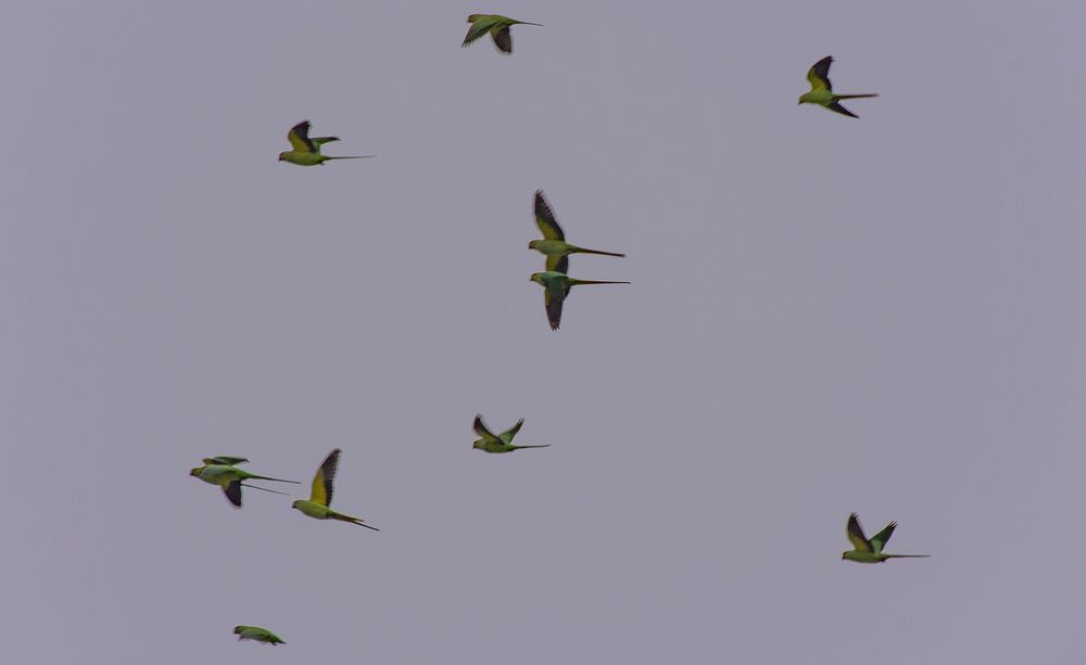 Sittiche über Wiesbaden Foto & Bild | deutschland, europe, hessen ...