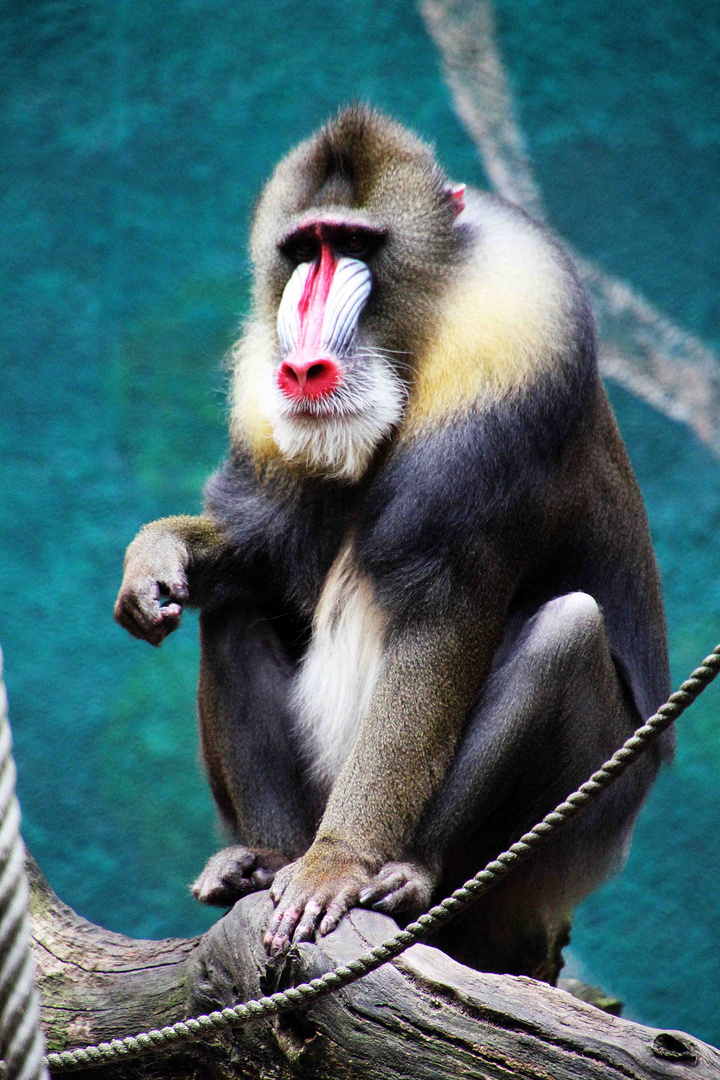 Sitzender Pavian im Duisburger Zoo Foto & Bild | deutschland, europe ...
