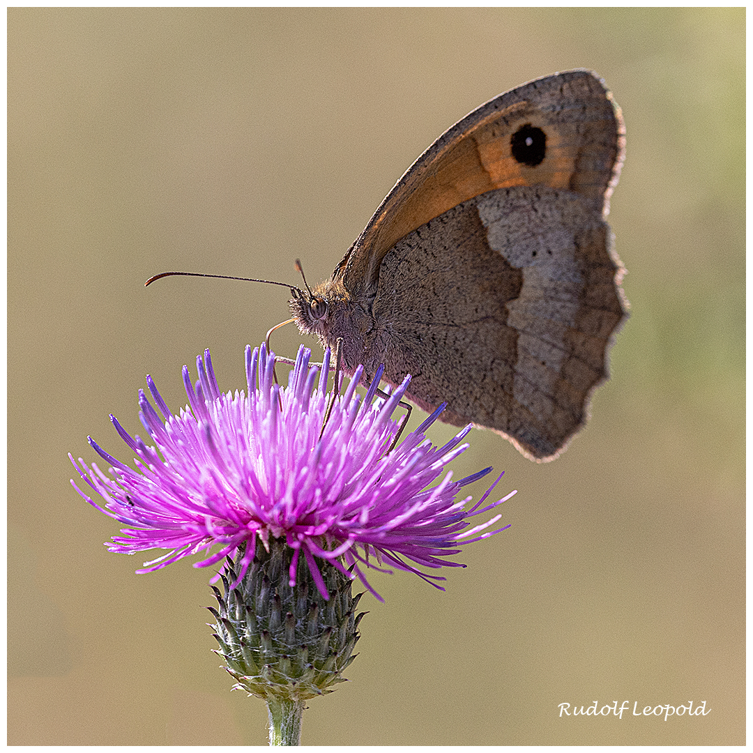 Sitzplatz auf einer Distel Foto & Bild | natur, pflanzen, blüten Bilder ...