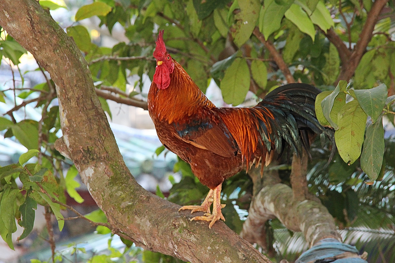 sitzt der Hahn auf dem Baum kann er weiter schau(e)n Foto & Bild ...