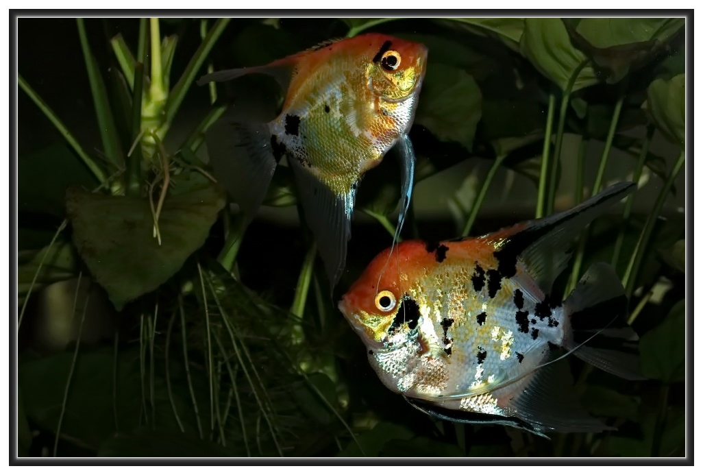 Skalare Foto & Bild | verschiedenes, fotos, natur Bilder auf fotocommunity