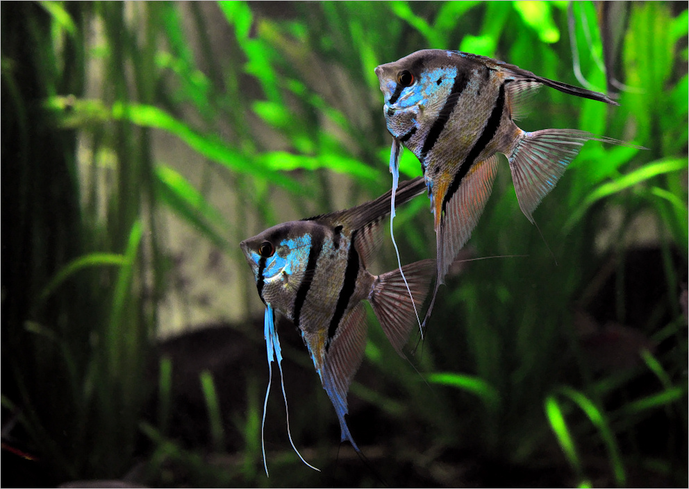 Skalare Foto & Bild | usertreffen+veranstaltungen, stuttgart, baden ...