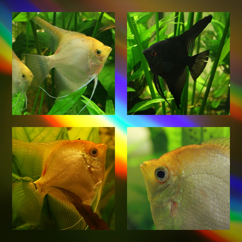 Skalare im Portrait Foto & Bild | tiere, haustiere, aquaristik Bilder ...