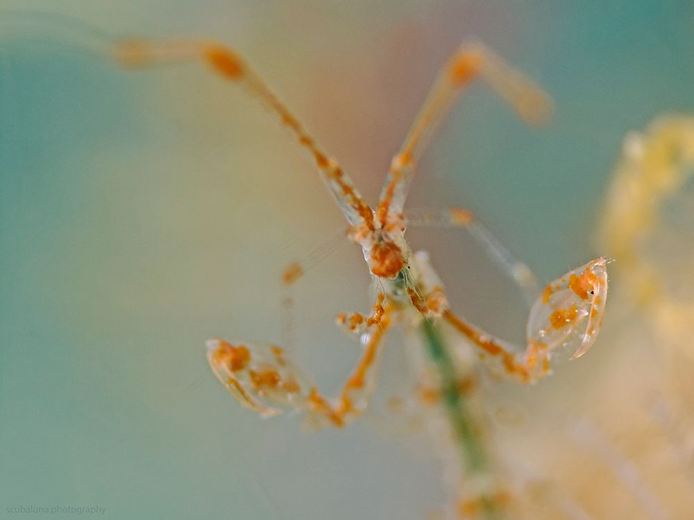 Skeleton Shrimp (Caprellidae) Foto & Bild | asien, natur, nahaufnahme ...