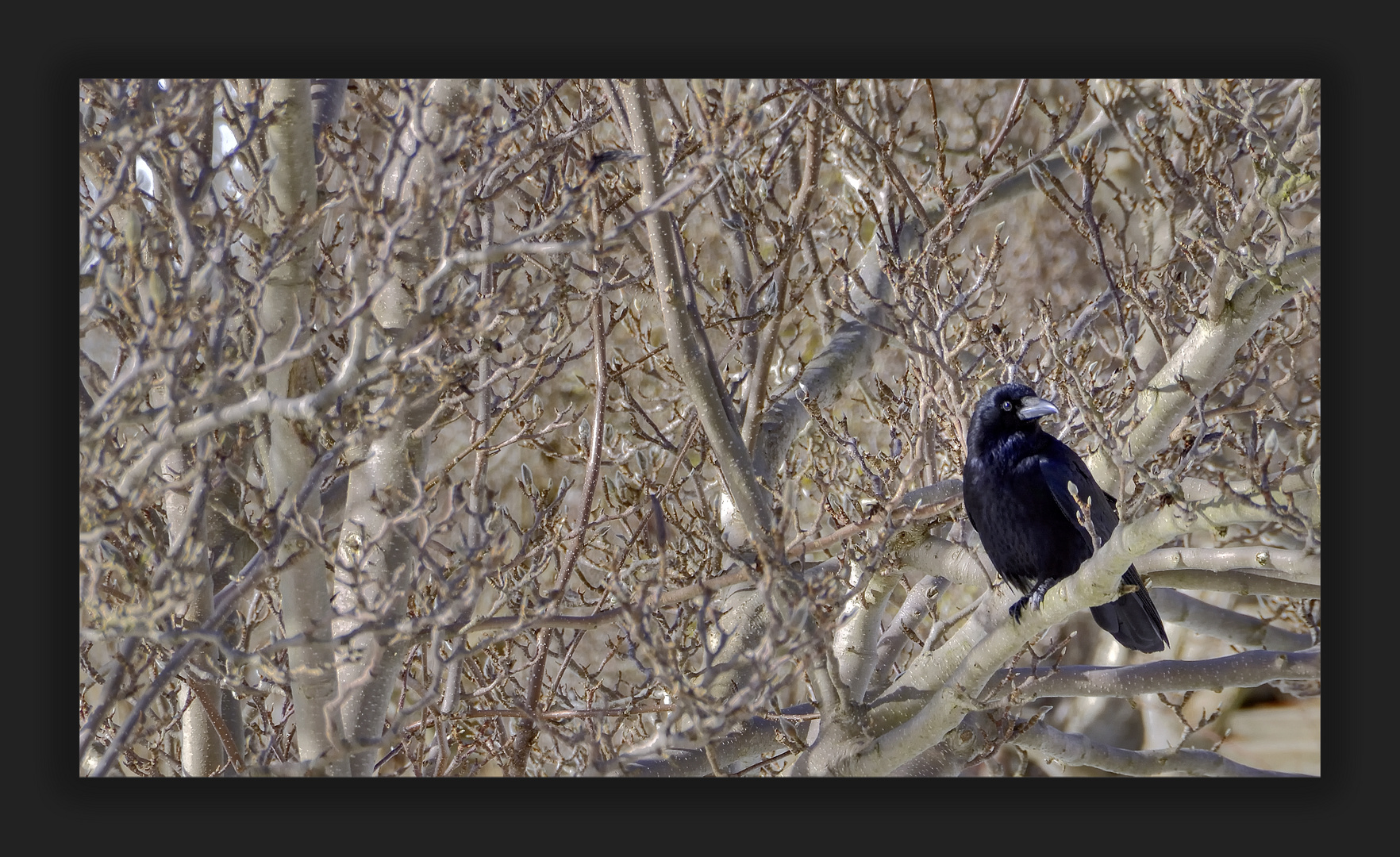 Skepsis Foto & Bild | tiere, wildlife, wild lebende vögel Bilder auf ...