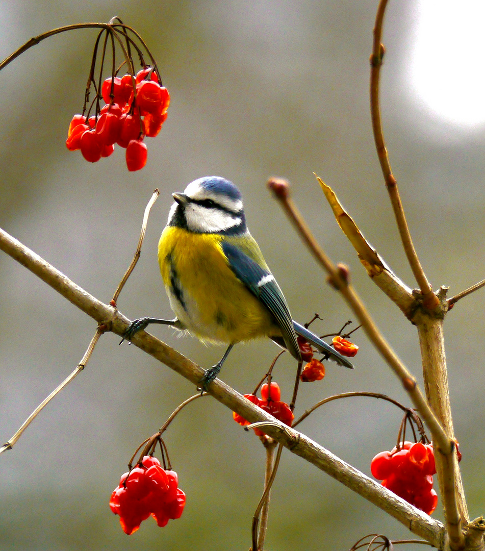 Skepsis Foto & Bild | naturimpressionen..., natur, herbst Bilder auf ...