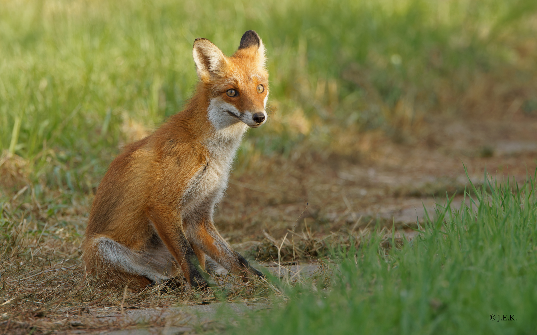 Skeptischer Blick Foto & Bild | rotfuchs, fuchs, raubtier Bilder auf ...