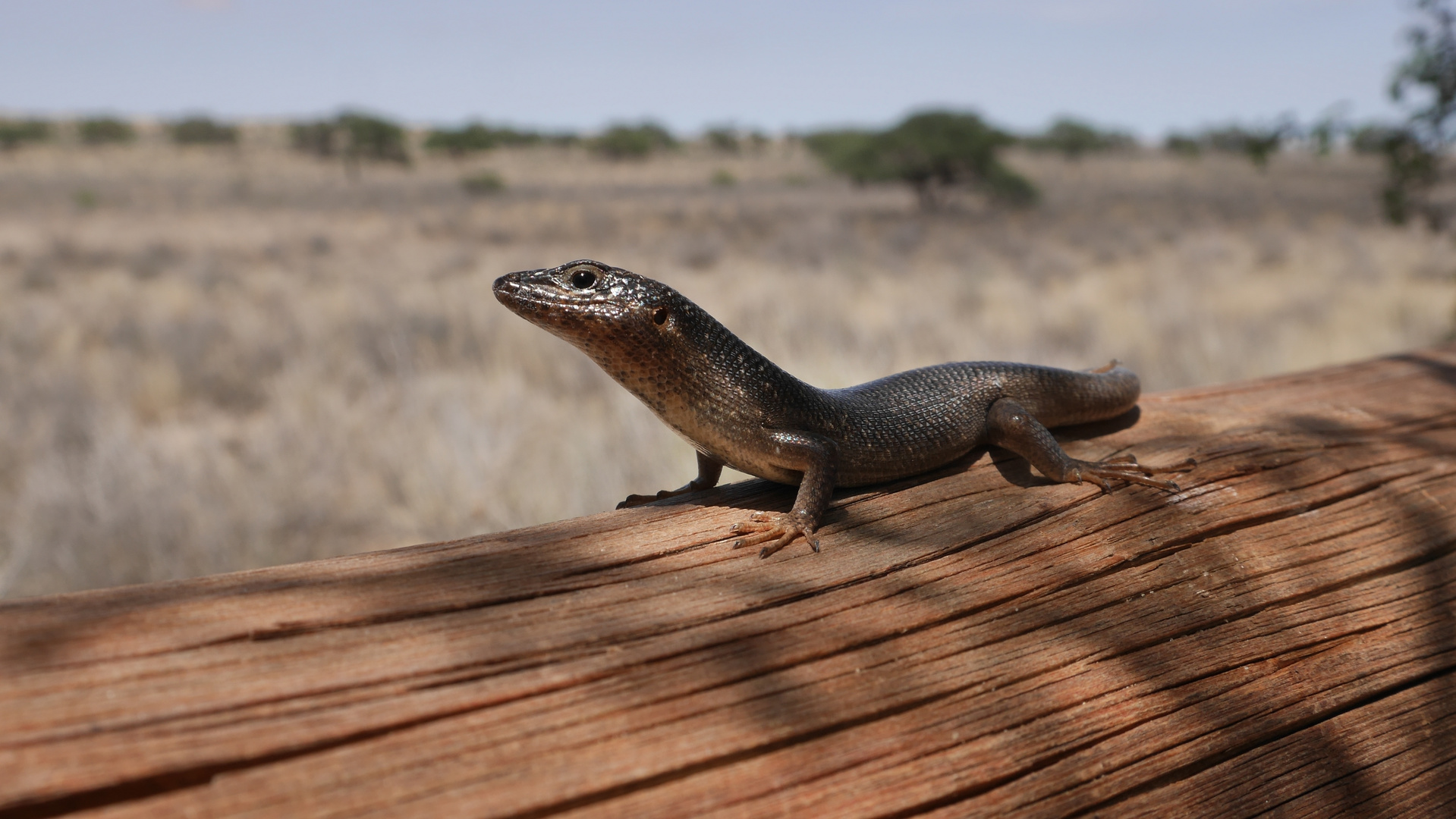 Skink Foto & Bild | africa, southern africa, south africa Bilder auf ...