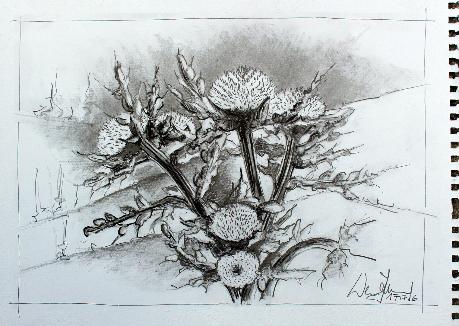 Skizze Disteln... Foto & Bild | grafik, bleistift, zeichnung Bilder auf ...