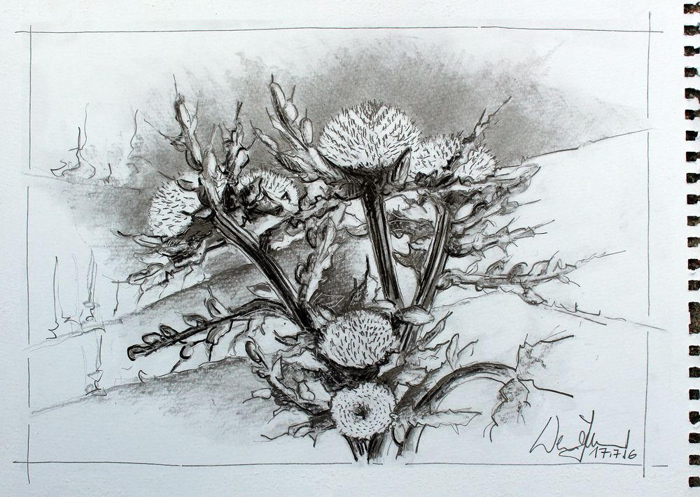 Skizze Disteln... Foto & Bild | grafik, bleistift, zeichnung Bilder auf ...