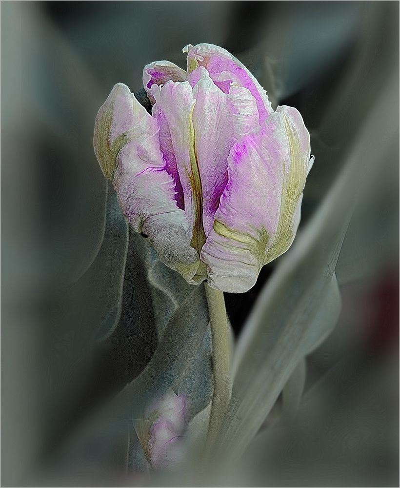 Skizzierend ein Papagei Tulpe Foto & Bild | blumen , fotos, natur Bilder auf fotocommunity