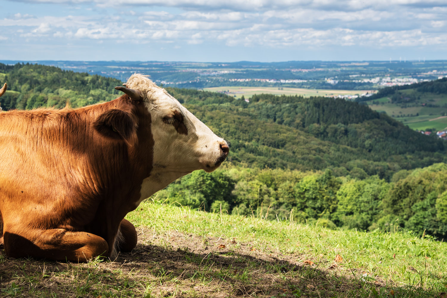 S'Ländle Foto & Bild | natur, landschaft, tiere Bilder auf fotocommunity