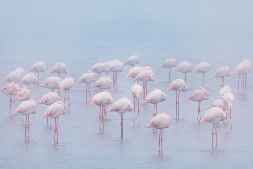 Sleeping Flamingos Foto & Bild | tiere, meer, namibia Bilder auf ...
