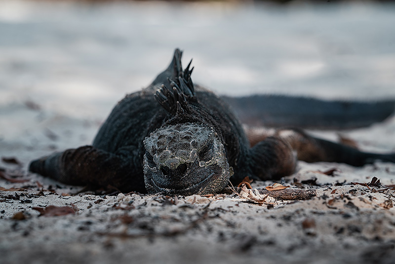sleeping little Godzilla Foto & Bild | nature, natur, ocean Bilder auf ...