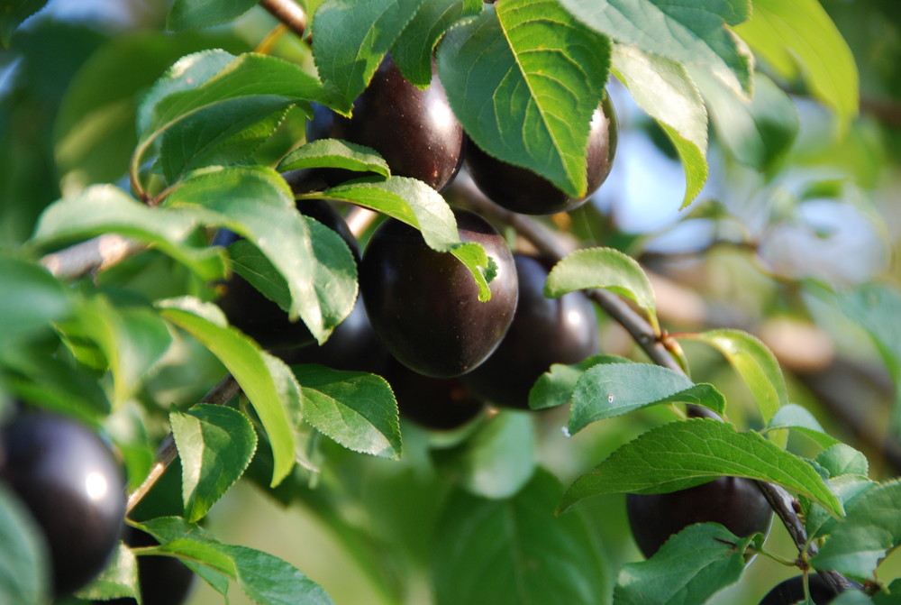 Slibowitz von Morgen Foto & Bild | pflanzen, pilze & flechten, früchte ...