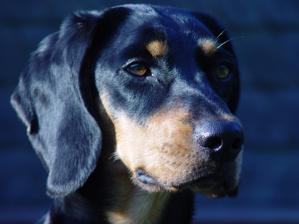 When Was Slovensky Kopov Recognized