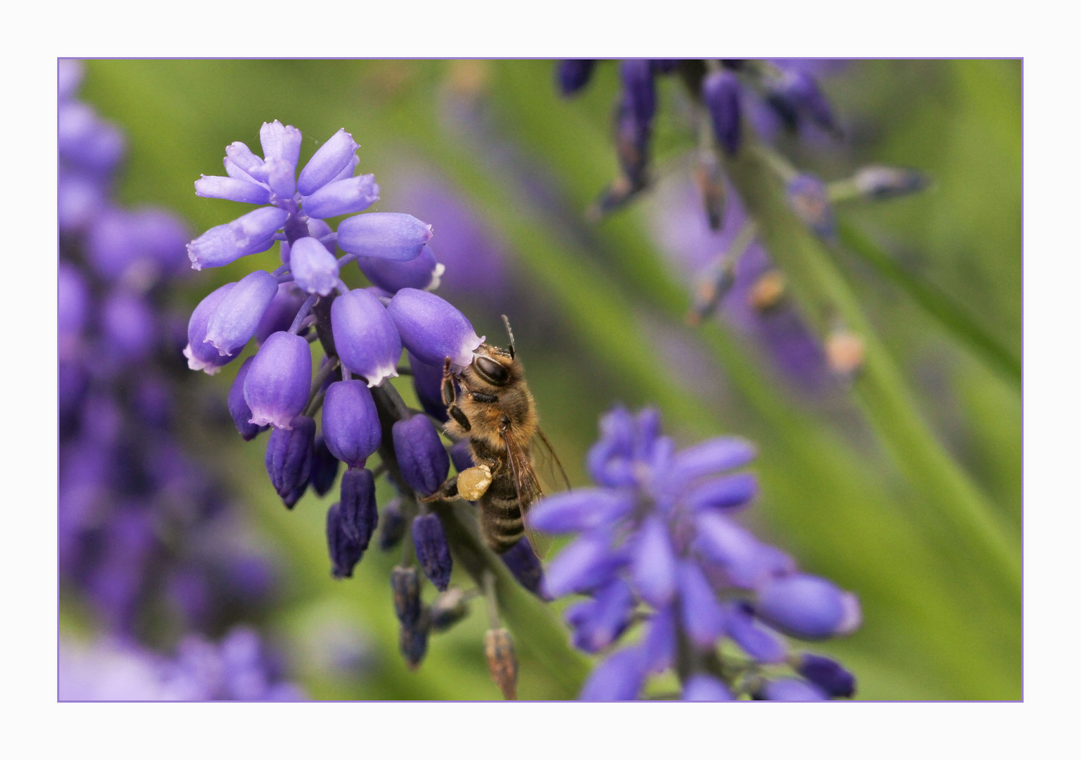 Slurp II Foto & Bild | tiere, wildlife, insekten Bilder auf fotocommunity