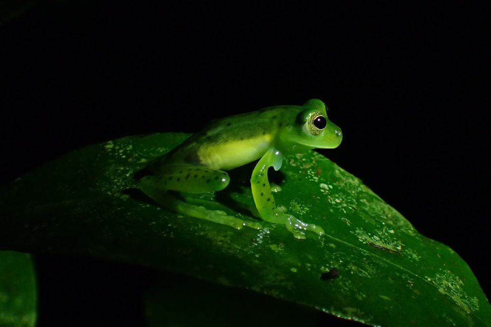 Smaragd-Glasfrosch (Espadarana prosoblepon) Foto & Bild | tiere ...