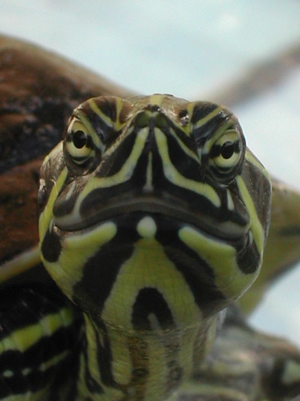 Smèagol Foto & Bild | animals, pets & farm animals, terrariums Bilder ...